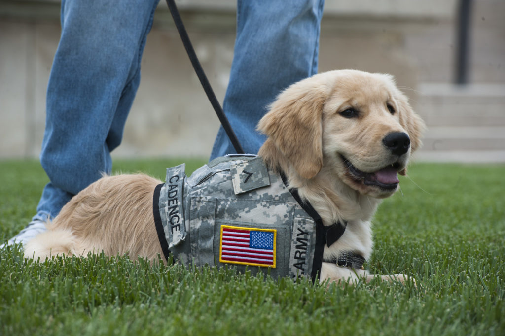 If A Service Dog With No Owner Approaches You It Means They May Need if-a-service-dog-with-no-owner-approaches-you-it-means-they-may-need