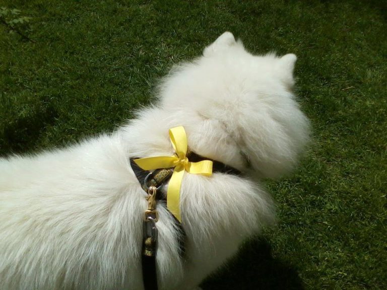 Here’s What To Do If You See A Yellow Ribbon Tied Around A Dog’s Leash ...