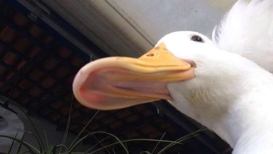 People Are Having A Hard Time Finding The 'Impostor' Animal In This ...