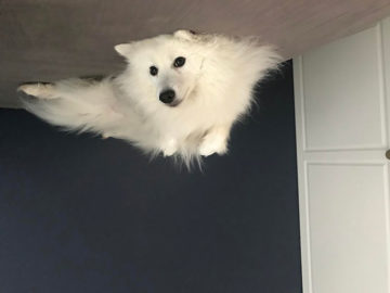 30 Humorous 'Dog Balloons' That Got Stuck On The Ceiling - Goodfullness
