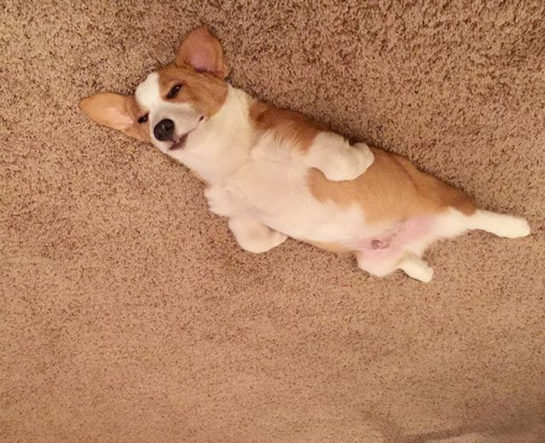 30 Humorous 'Dog Balloons' That Got Stuck On The Ceiling - Goodfullness