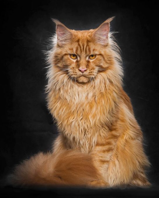 This Maine Coon Kitten's Human-Like Face Is Freaking People Out ...
