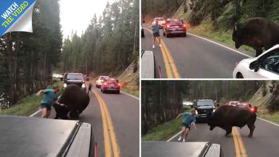 Stupid Man Challenges A Wild Bison, And It Goes Exactly How You'd ...