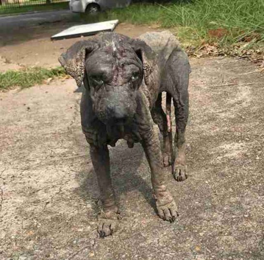Rescuers Worked For Nearly A Year To Rescue This Sick, Stray Dog ...