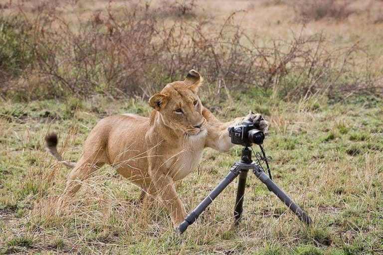 Wildlife Photographers Get Interrupted By Wildlife, And Their Photos ...