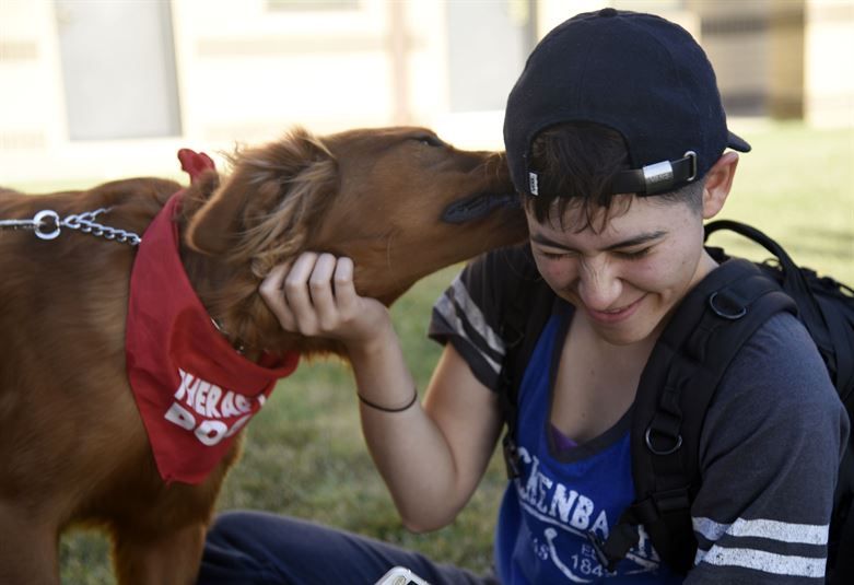 This Netflix Documentary Series Paints Dogs In A Whole New Light ...