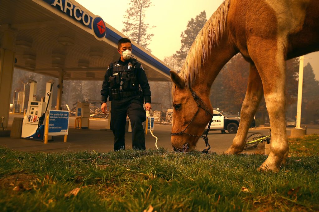 Haunting Pictures Show Animals Fleeing The California Wildfires ...