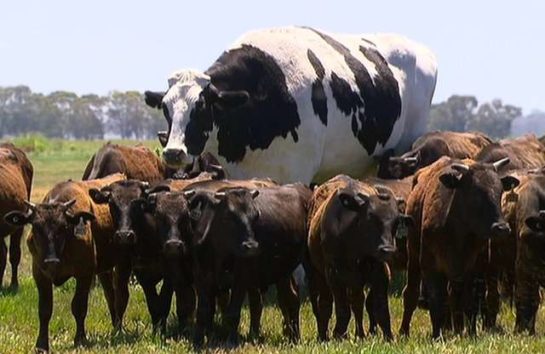 The Story Behind That Viral ‘Giant’ Cow Is Actually Really Sad ...