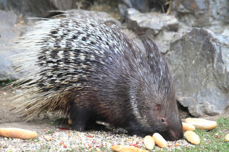 What To Do If Your Dog Gets Quilled By A Porcupine - Goodfullness
