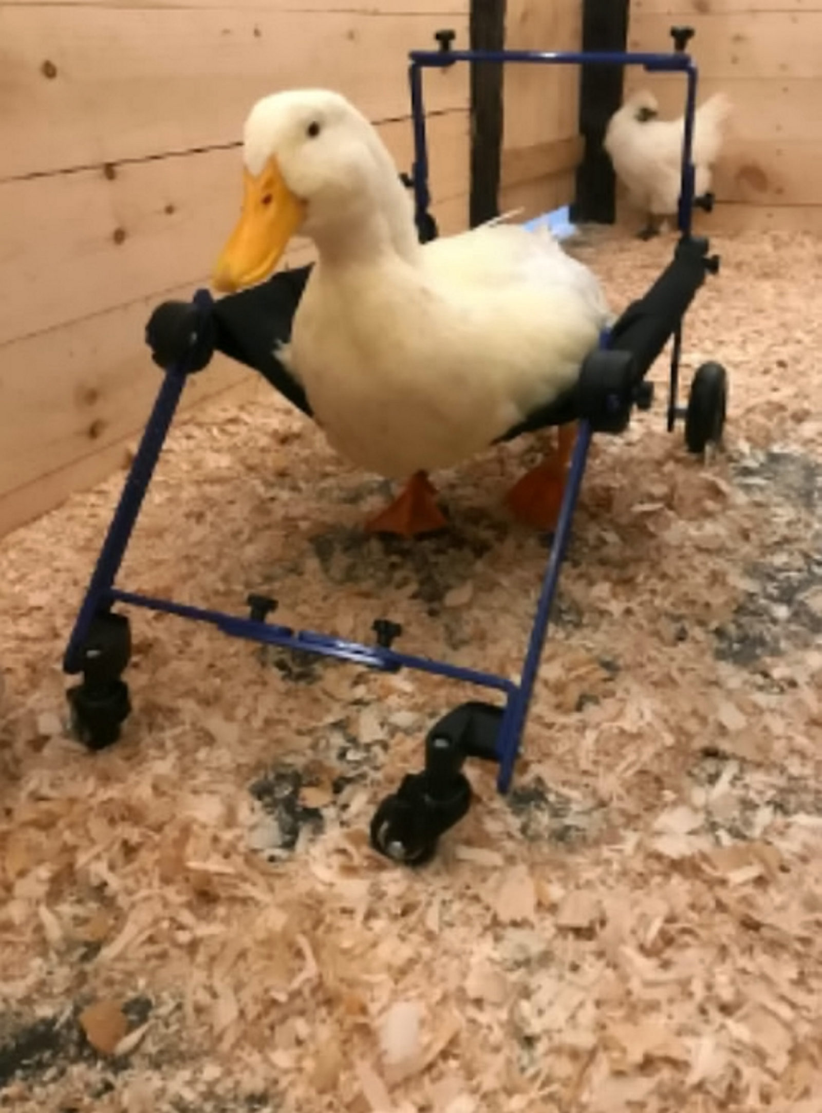 Disabled Duck Learns To Walk After Getting His Own Special Wheelchair ...