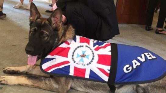 Police Dog Was Fired For Being ‘Too Friendly’ Gets Perfect New Job ...