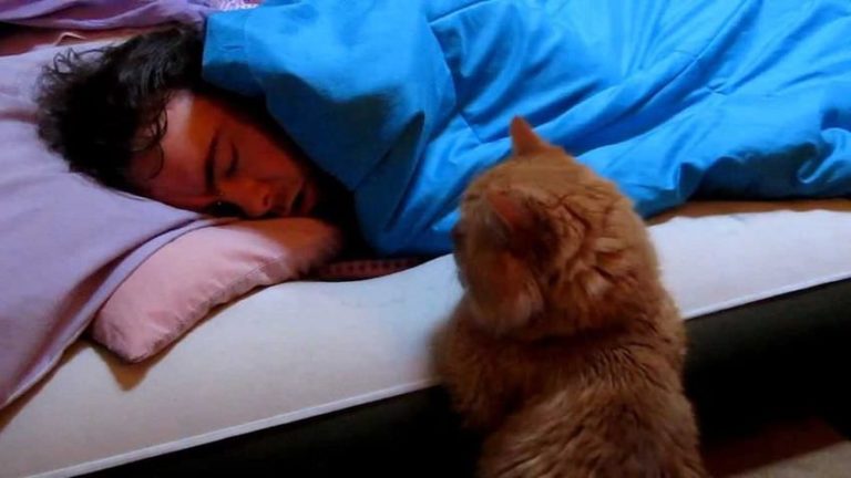 14 Pictures That Prove Cats Have A Built-In Alarm System - Goodfullness