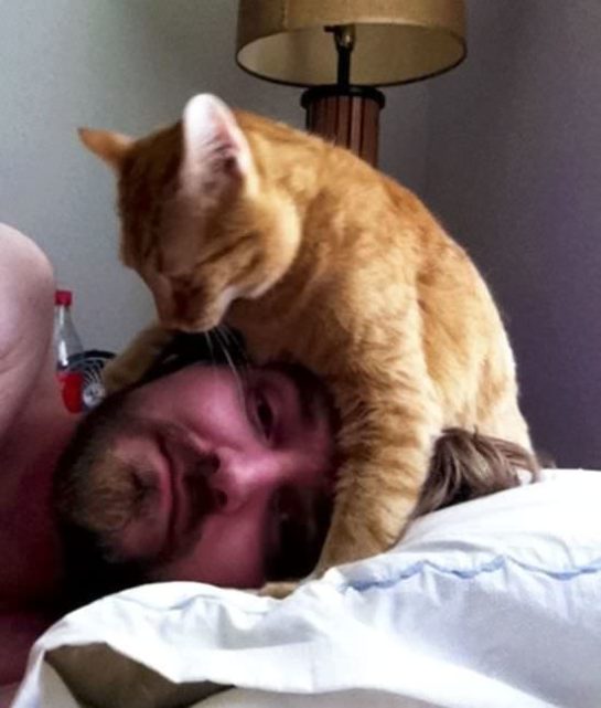 14 Pictures That Prove Cats Have A Built-In Alarm System - Goodfullness