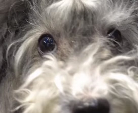 Overgrown Poodle Is Unrecognizable After Getting A New Haircut ...