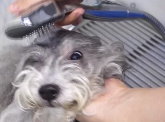 Overgrown Poodle Is Unrecognizable After Getting A New Haircut ...