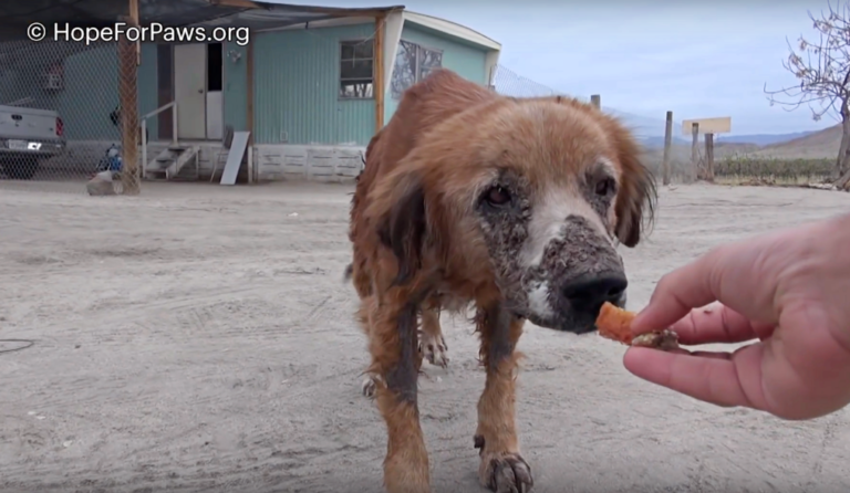 Sick Homeless Dog Closes His Eyes Knowing He Is Safe For The First Time ...