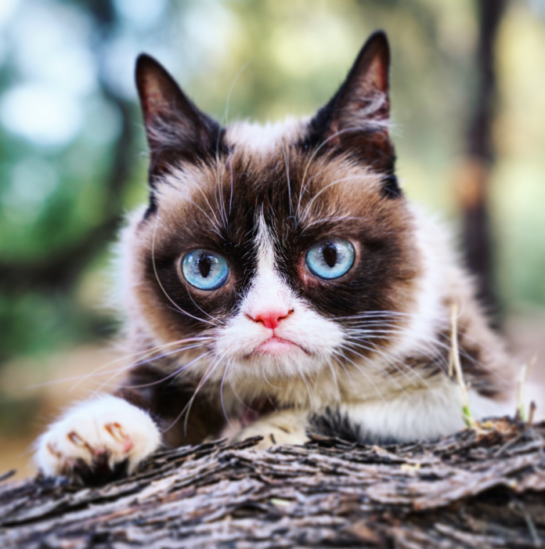 Grumpy Cat Has Passed Away At The Age Of Seven - Goodfullness