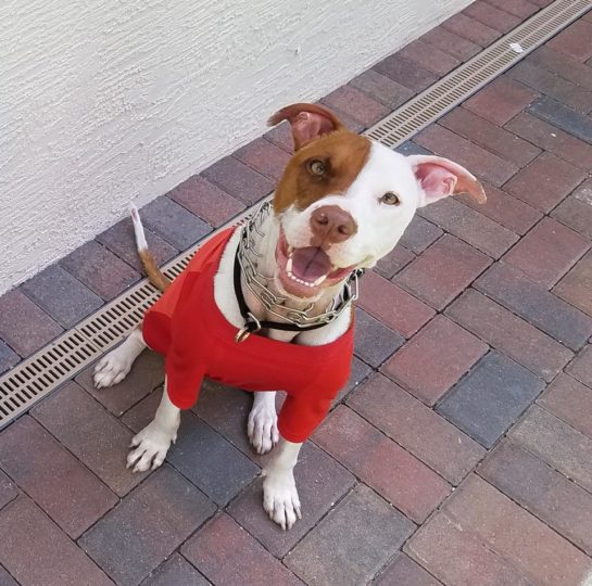 Burned Dog Reunites With Vet Who Saved His Life And His Reaction Has Us ...