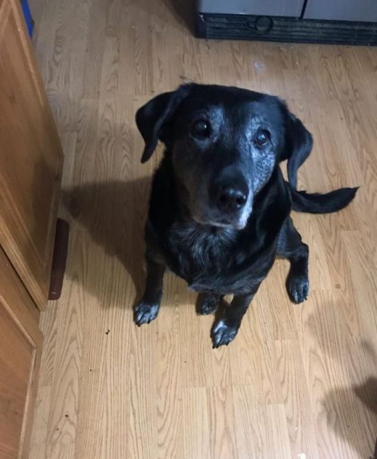 Elderly Dog Refuses To Leave Dead Owner’s Body For Full One Day Until ...