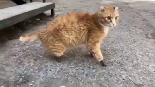 Cat Gets 'World's First' Bionic Paws After Losing Feet To Frostbite ...