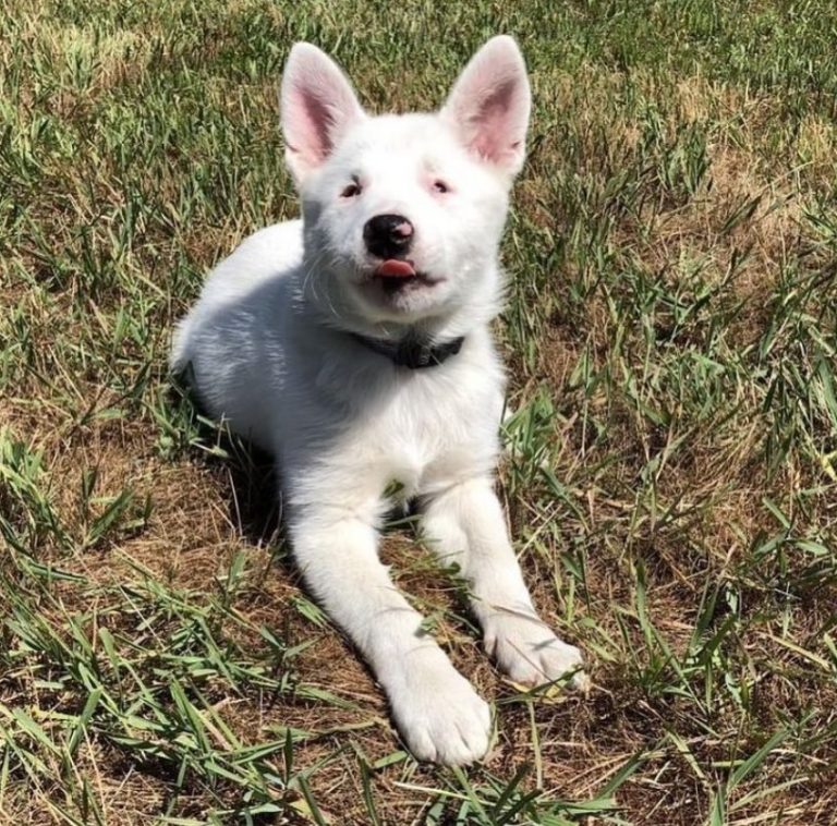 Deaf, Blind Dog Has Adorable Reaction When She Senses That Dad Coming ...