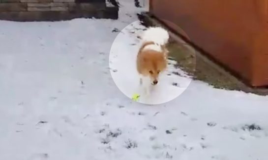 freezing-dog-fb-2-700x420 - Goodfullness